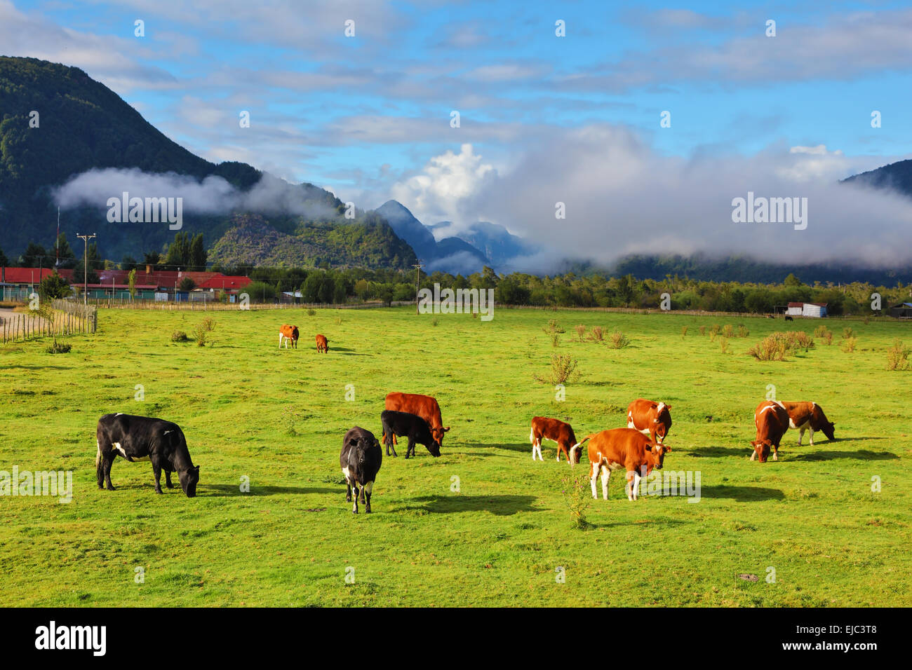 Orange cow hi-res stock photography and images - Alamy