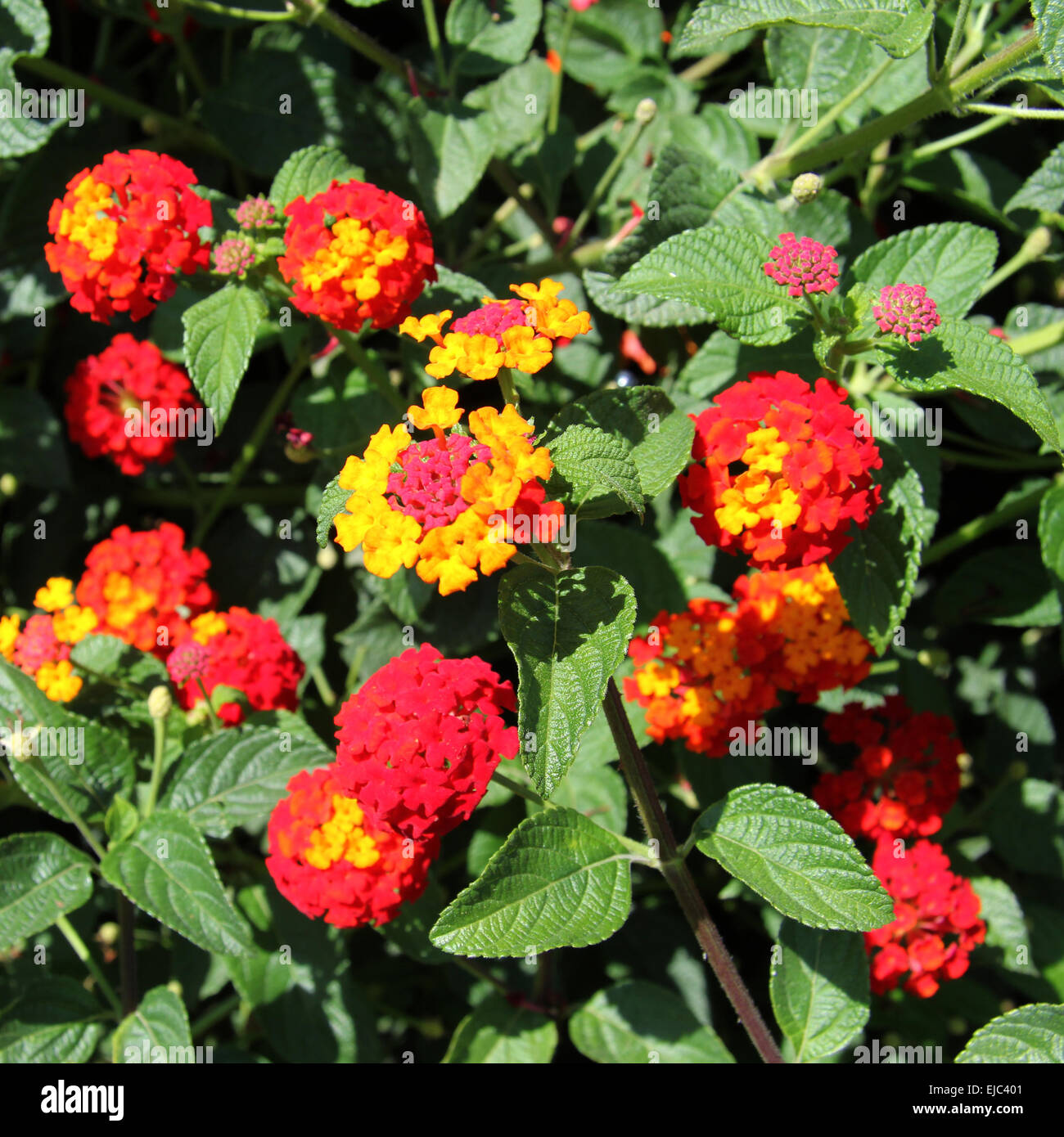 Red sage hi-res stock photography and images - Alamy