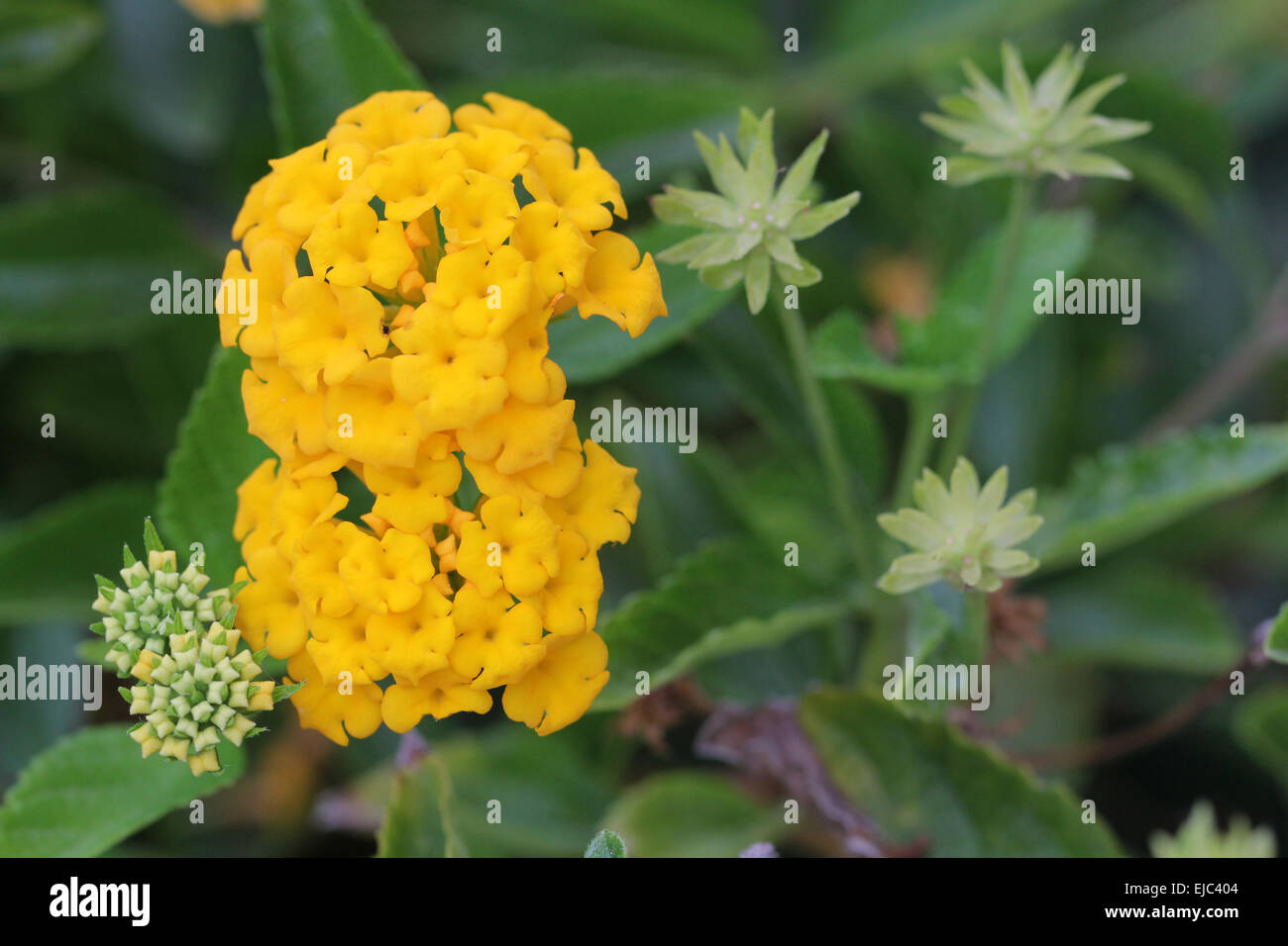 Red sage hi-res stock photography and images - Alamy