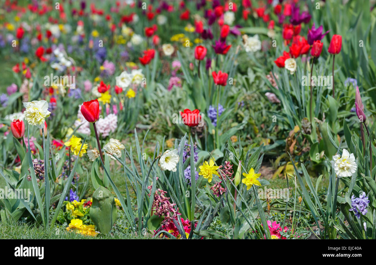 Spring flowers background Stock Photo - Alamy