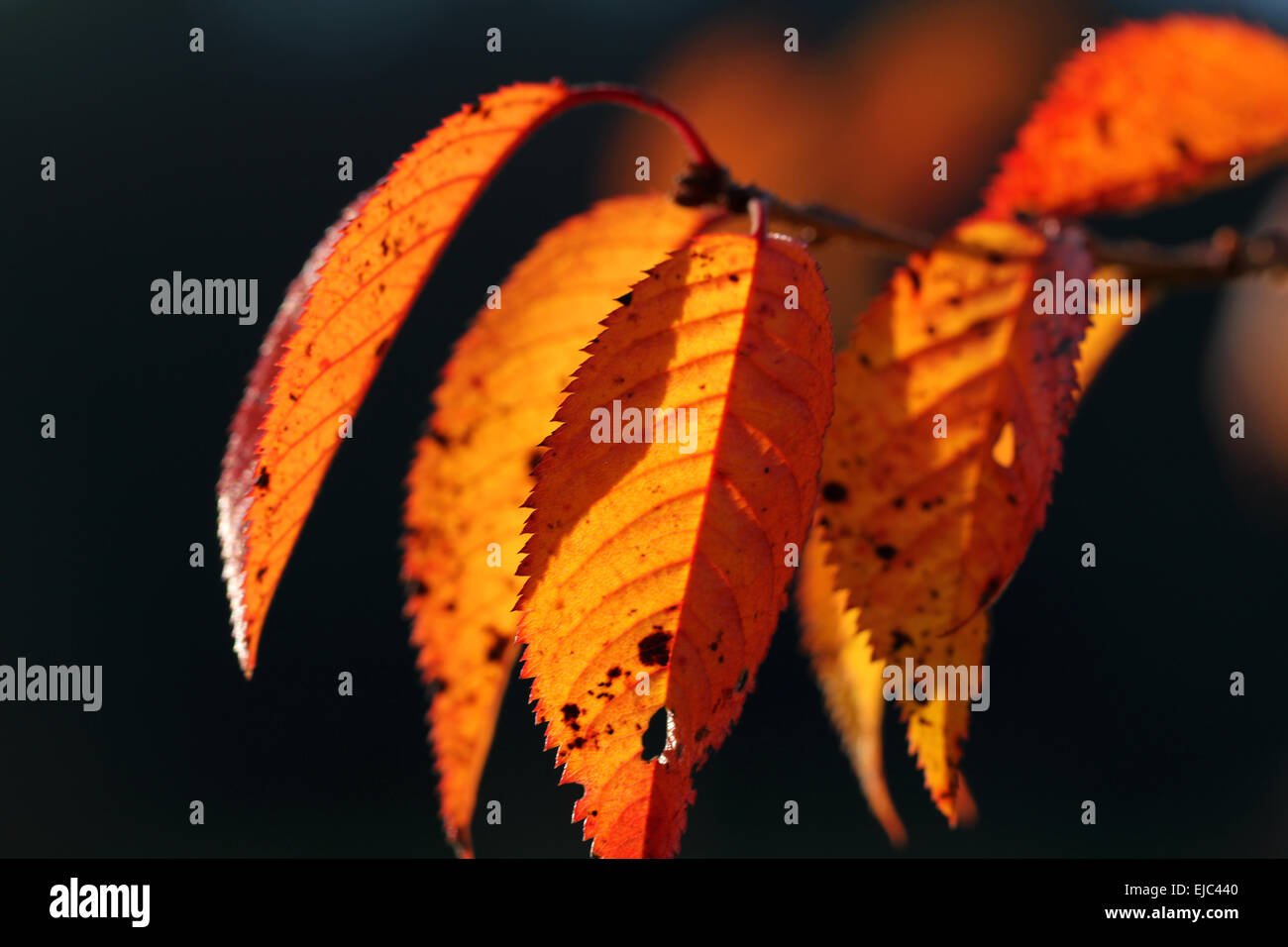 Spring rosebud hi-res stock photography and images - Alamy