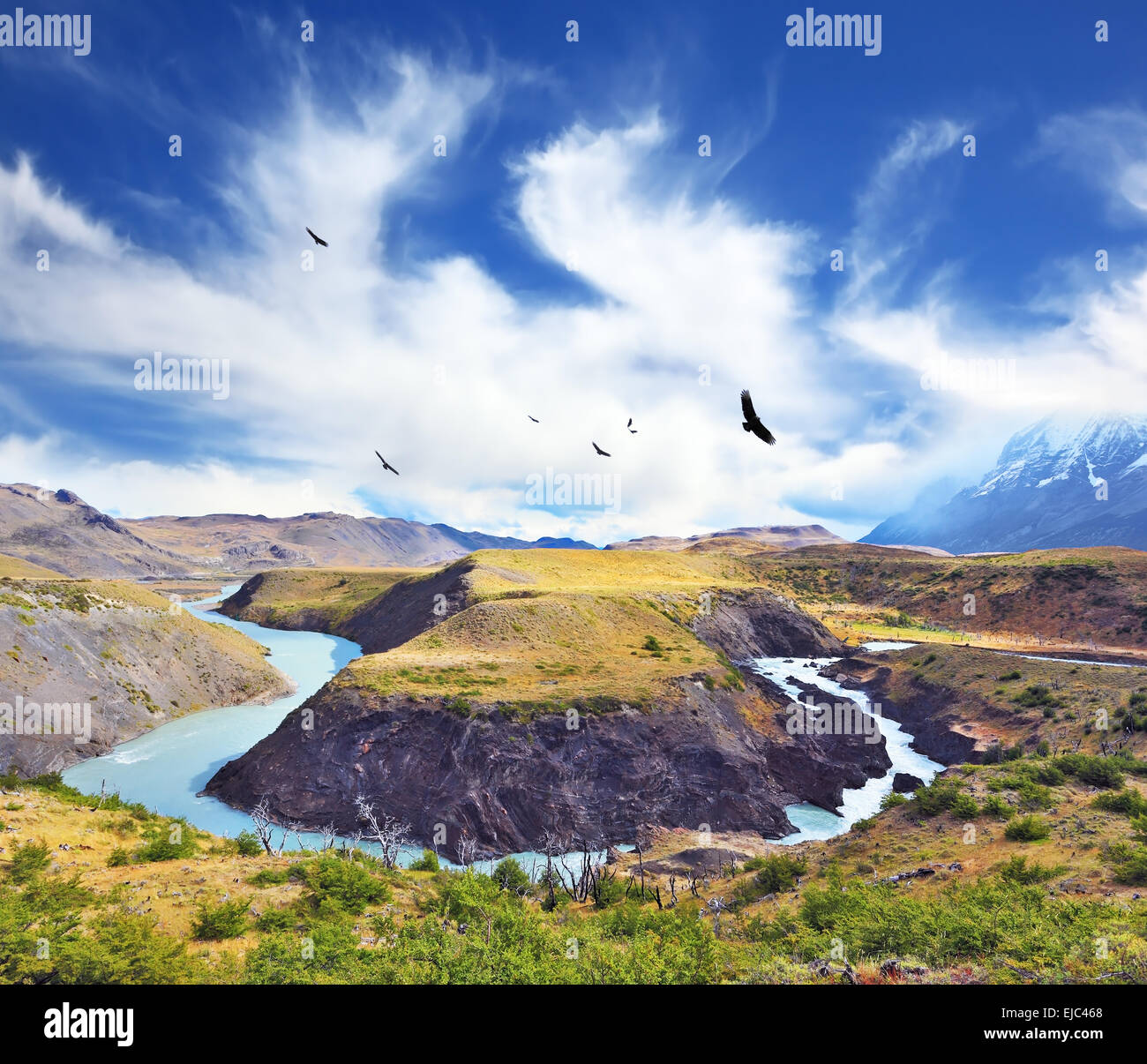 Huge black Andean condors Stock Photo - Alamy