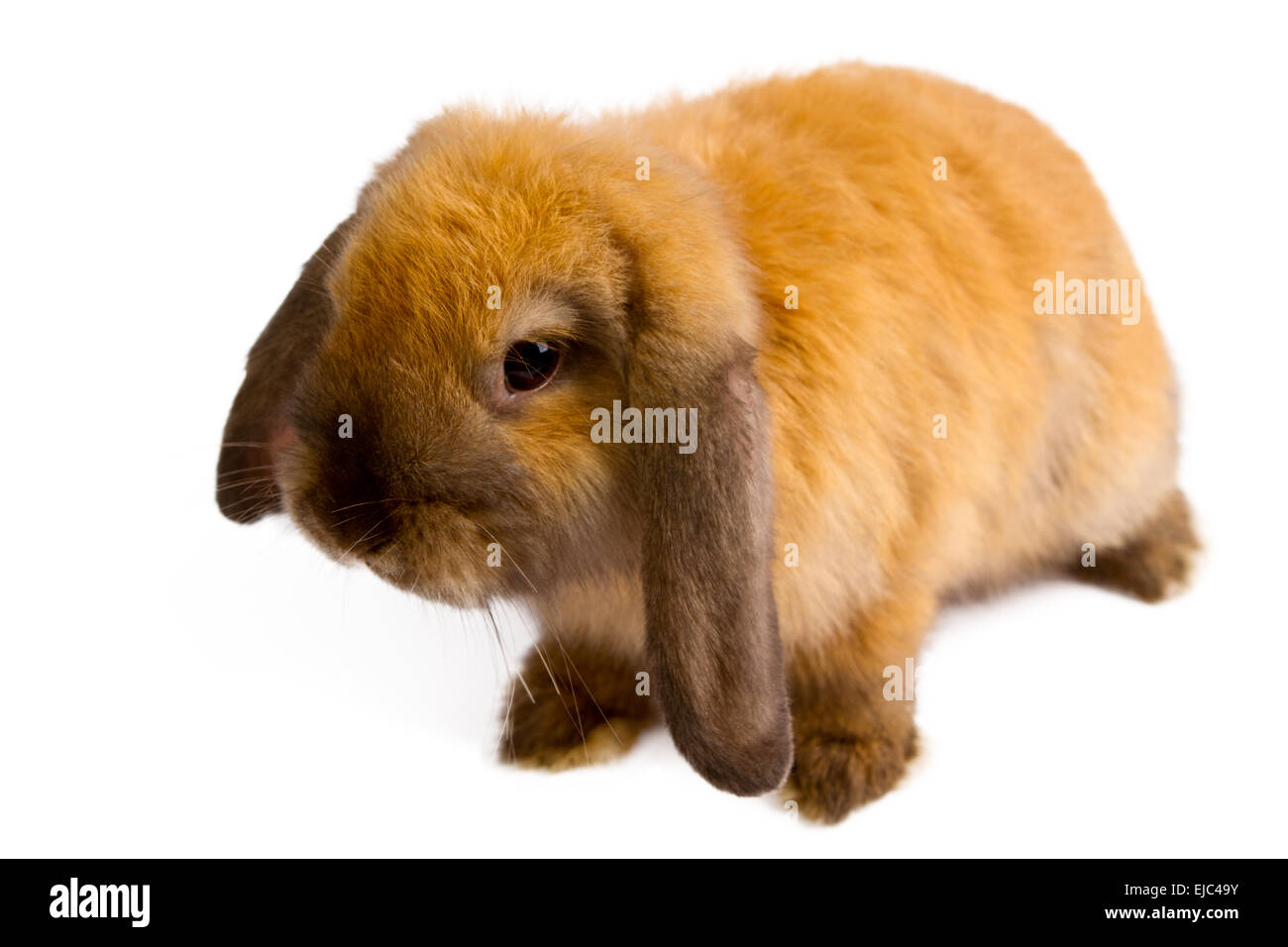 Funny hair rabbit hi-res stock photography and images - Alamy