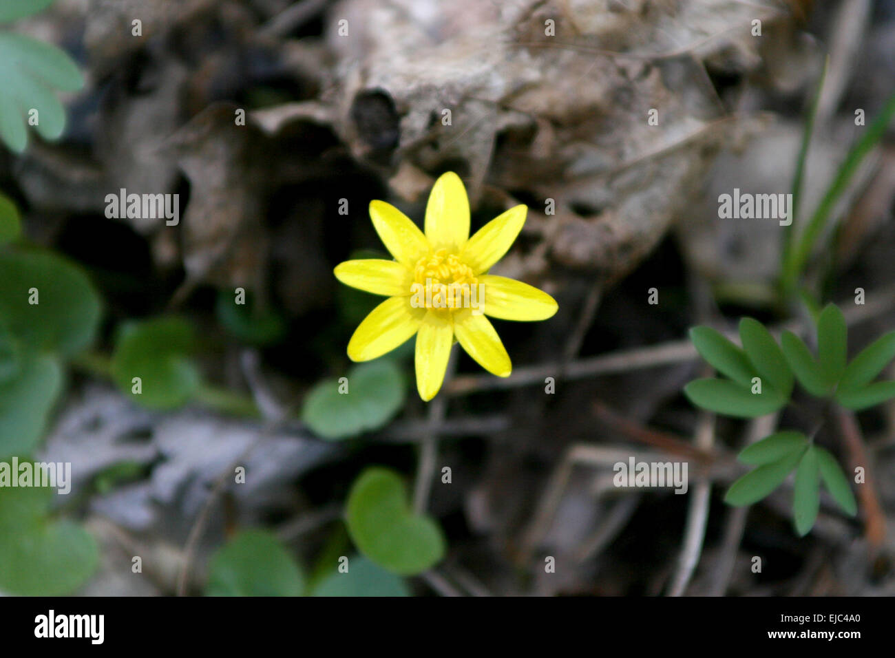 Beautiful yellow spring flower hi-res stock photography and images - Alamy
