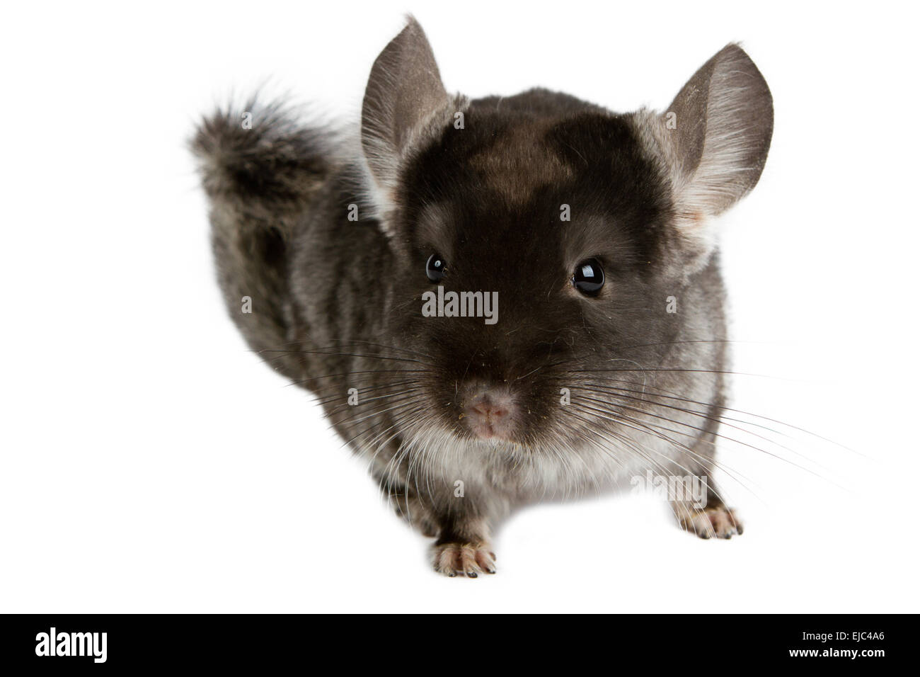 Chinchilla rat hi-res stock photography and images - Alamy