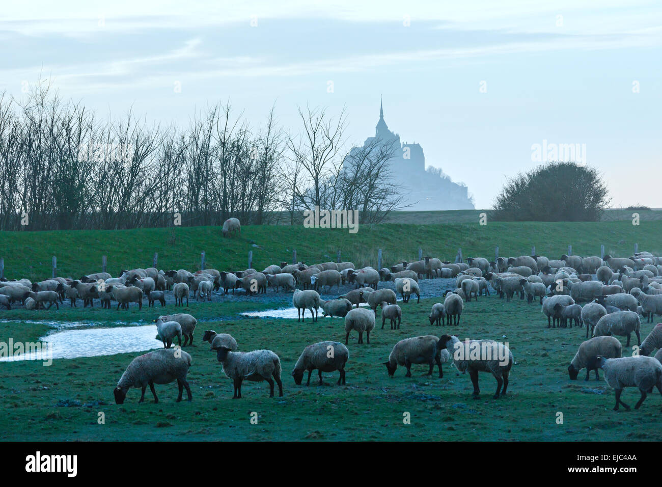 Mont Saint-Michel and sheep flock Stock Photo - Alamy