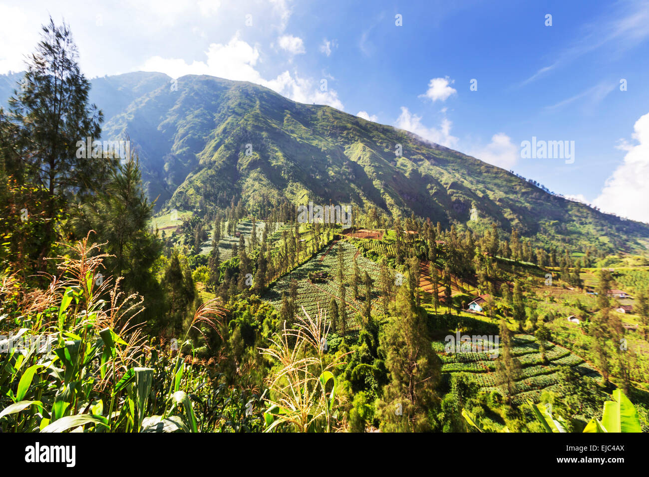 Field in Indonesia Stock Photo - Alamy