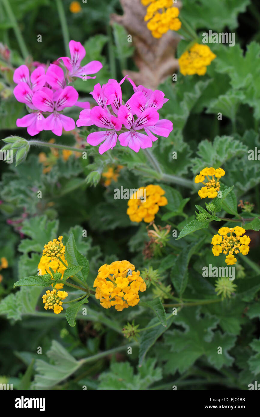 Red sage hi-res stock photography and images - Alamy