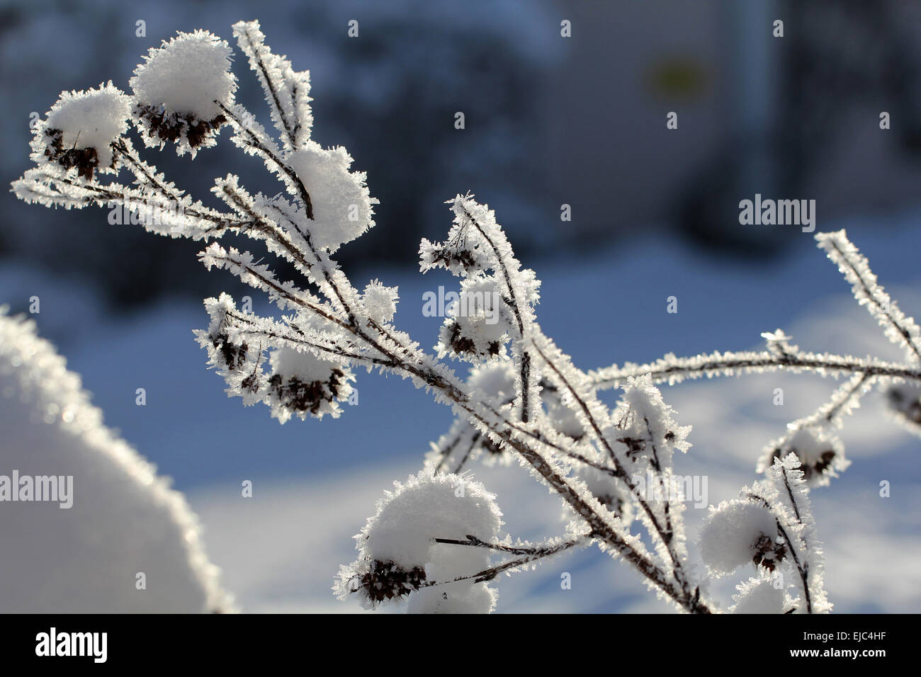 Fragile hoarfrost hi-res stock photography and images - Alamy