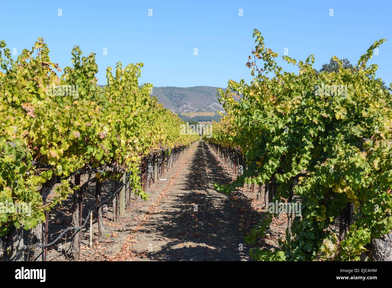 Vineyard in the Fall Stock Photo - Alamy