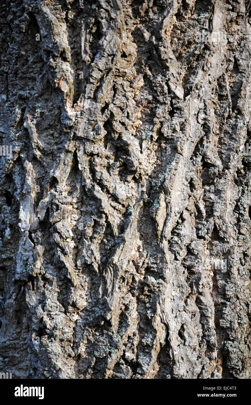 Amur cork tree Stock Photo - Alamy