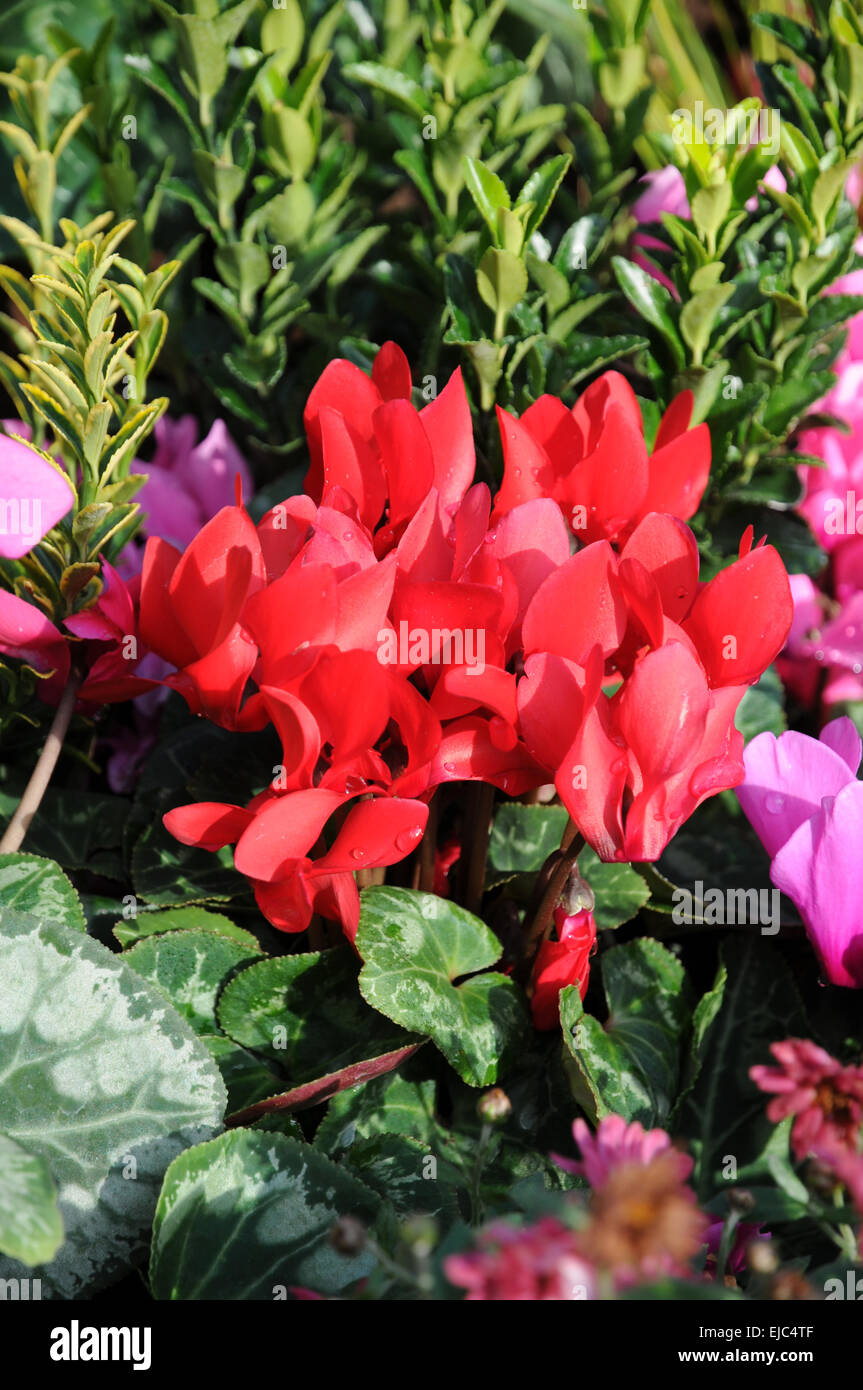 Zwiebel stauden hi-res stock photography and images - Alamy