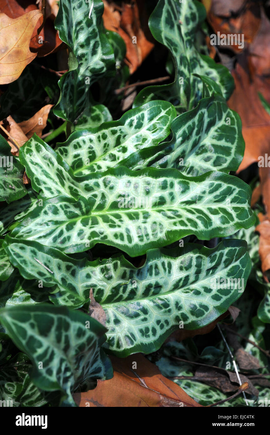 Plants arum cuckoo pint italian lords and ladies arum italicum ...