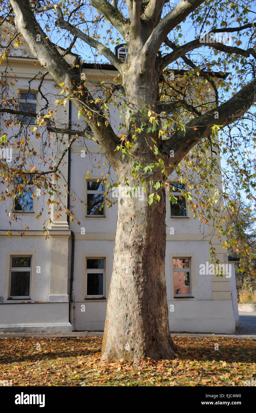 Indian plane tree hi-res stock photography and images - Alamy
