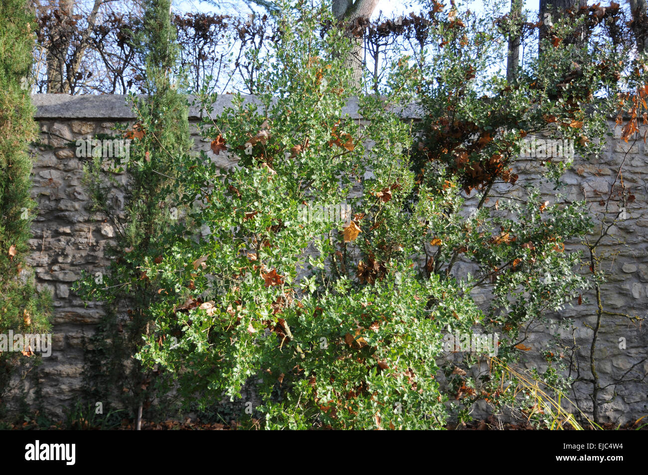 Dwarf oak tree hi-res stock photography and images - Alamy