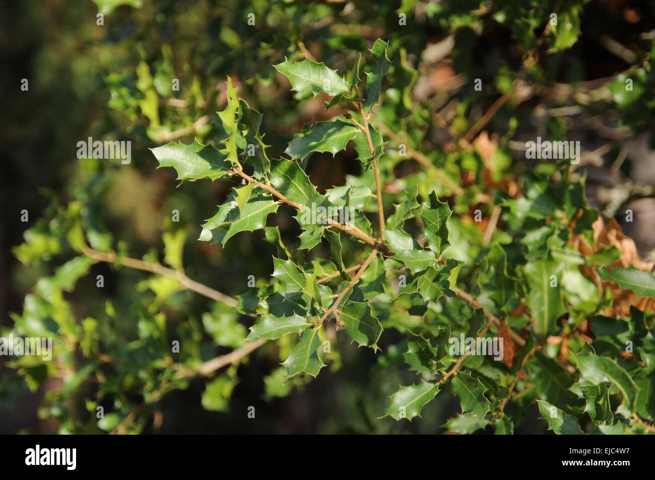 Dwarf oak tree hi-res stock photography and images - Alamy