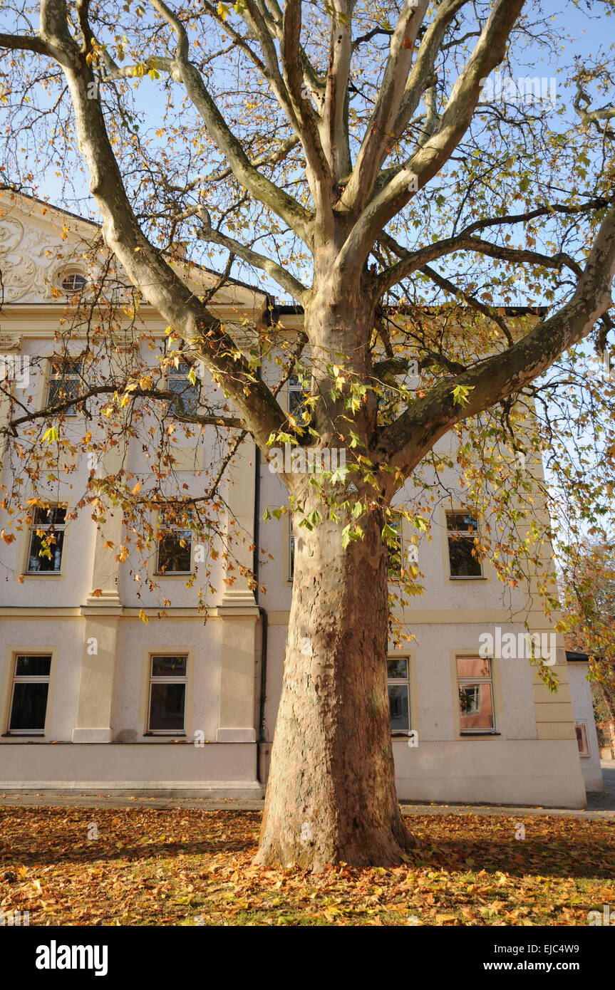 Indian plane tree hi-res stock photography and images - Alamy