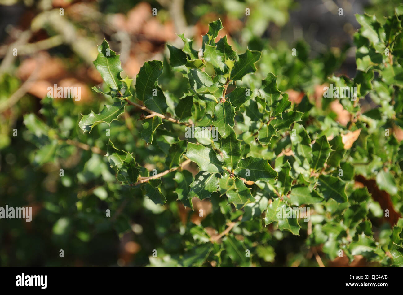 Dwarf oak tree hi-res stock photography and images - Alamy