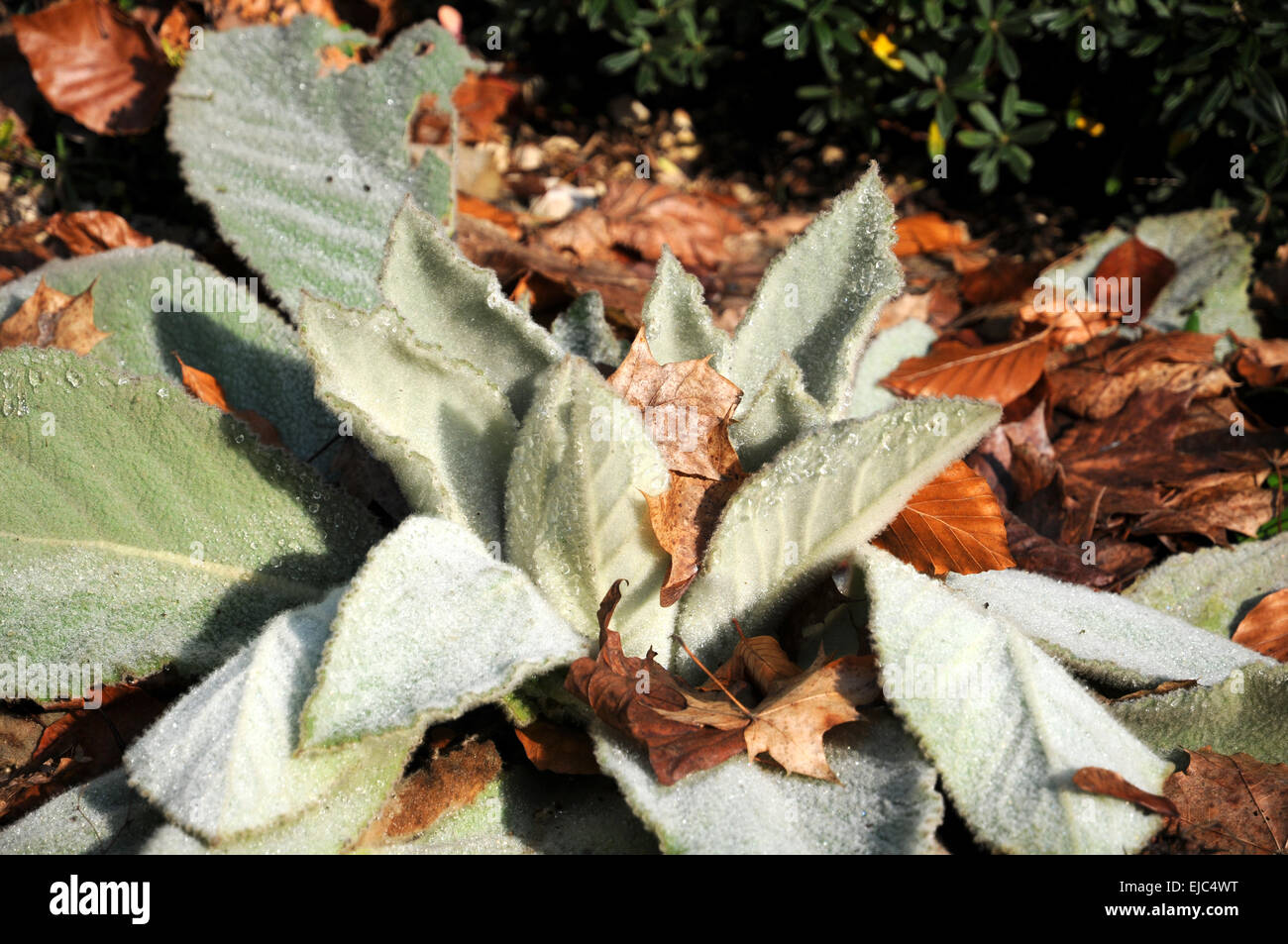 Common mulleins hi-res stock photography and images - Alamy