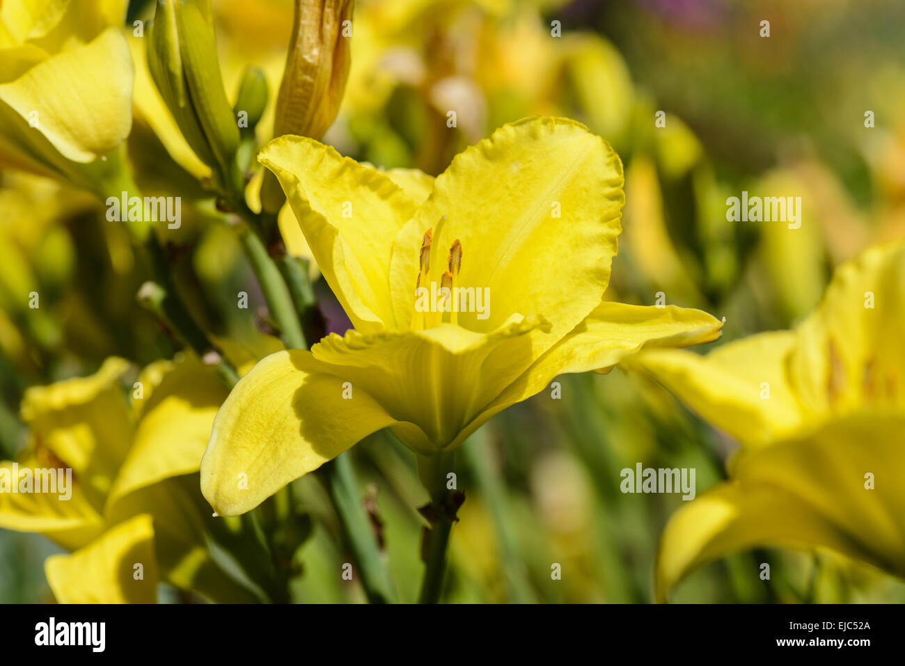 Yellow Lily in the Garden Stock Photo - Alamy