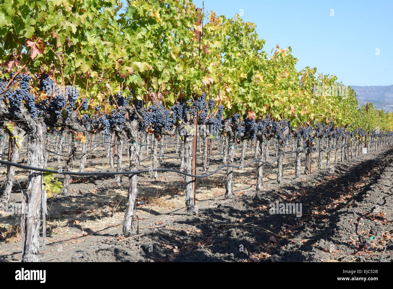Grapevines in the sun hi-res stock photography and images - Alamy