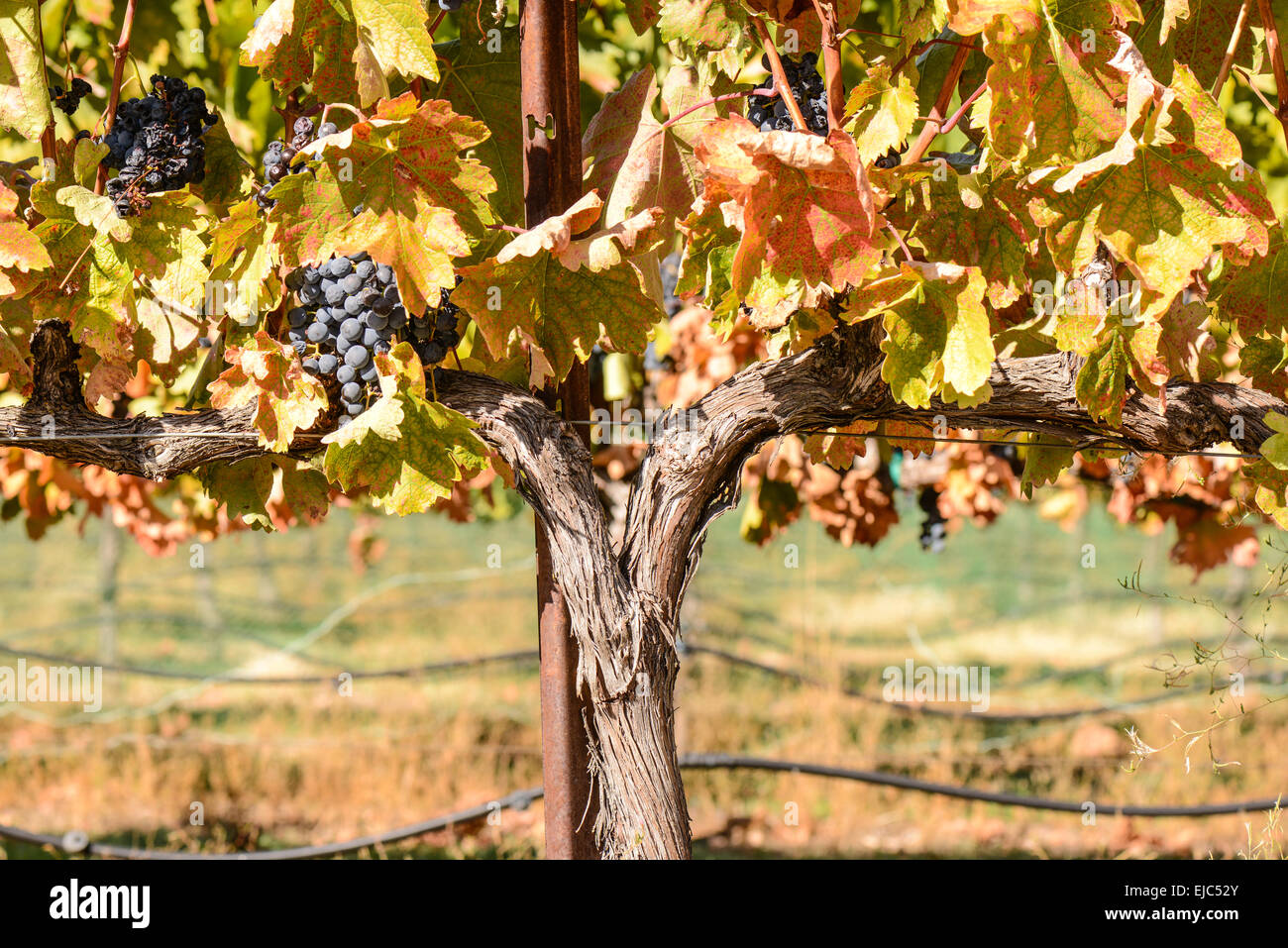 Grapevine in Fall Stock Photo - Alamy