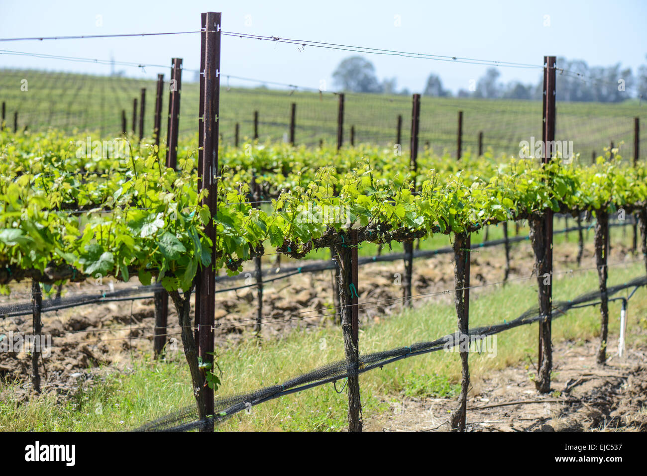 Rows grapevines grow in hi-res stock photography and images - Alamy