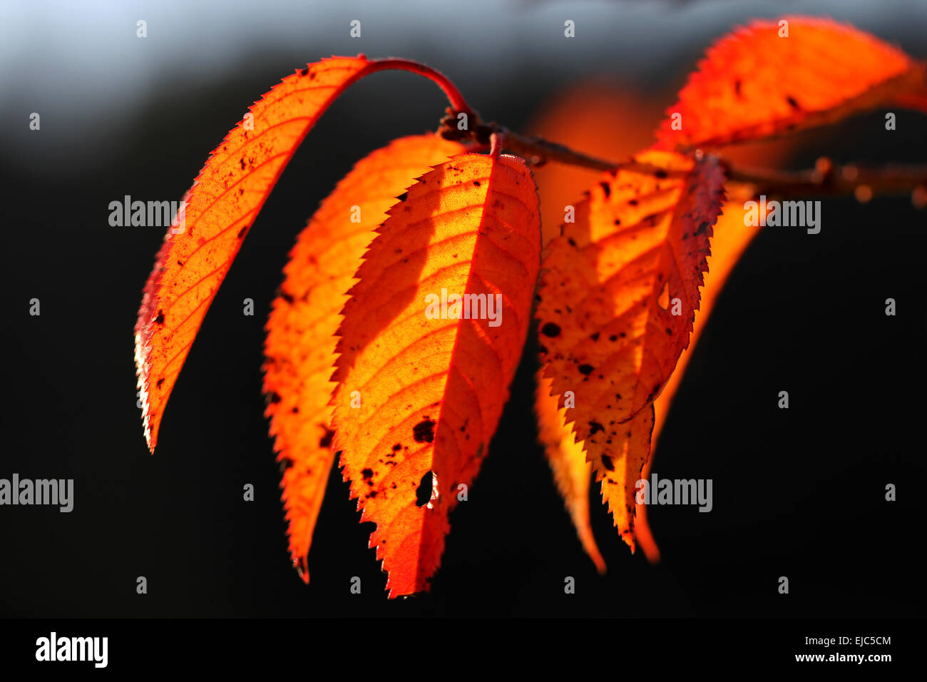 Spring cherry, Higan cherry, Rosebud cherry Stock Photo - Alamy