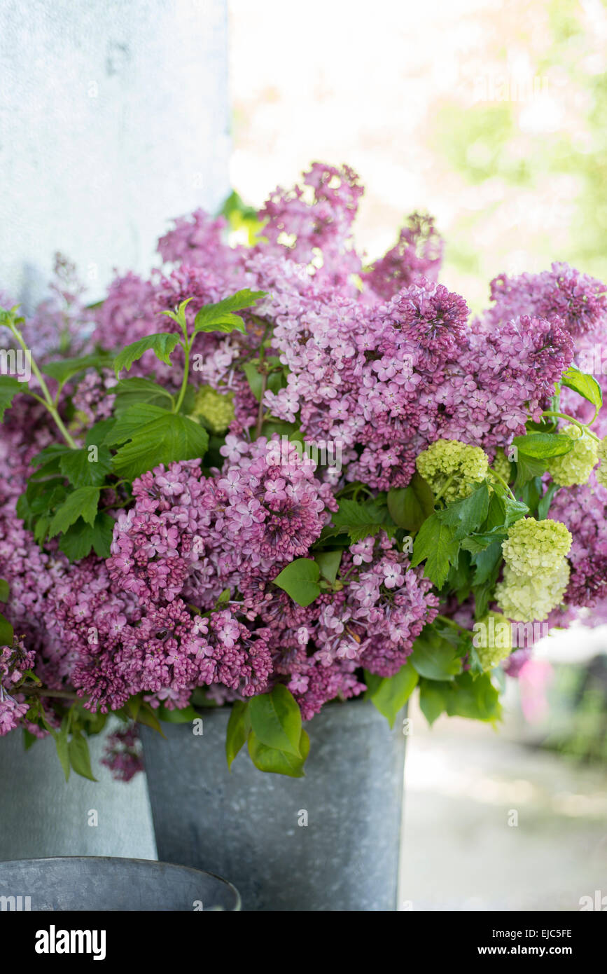 Cut stems of lilac blossoms (Syringa vulgaris) and Snowball Bush ...