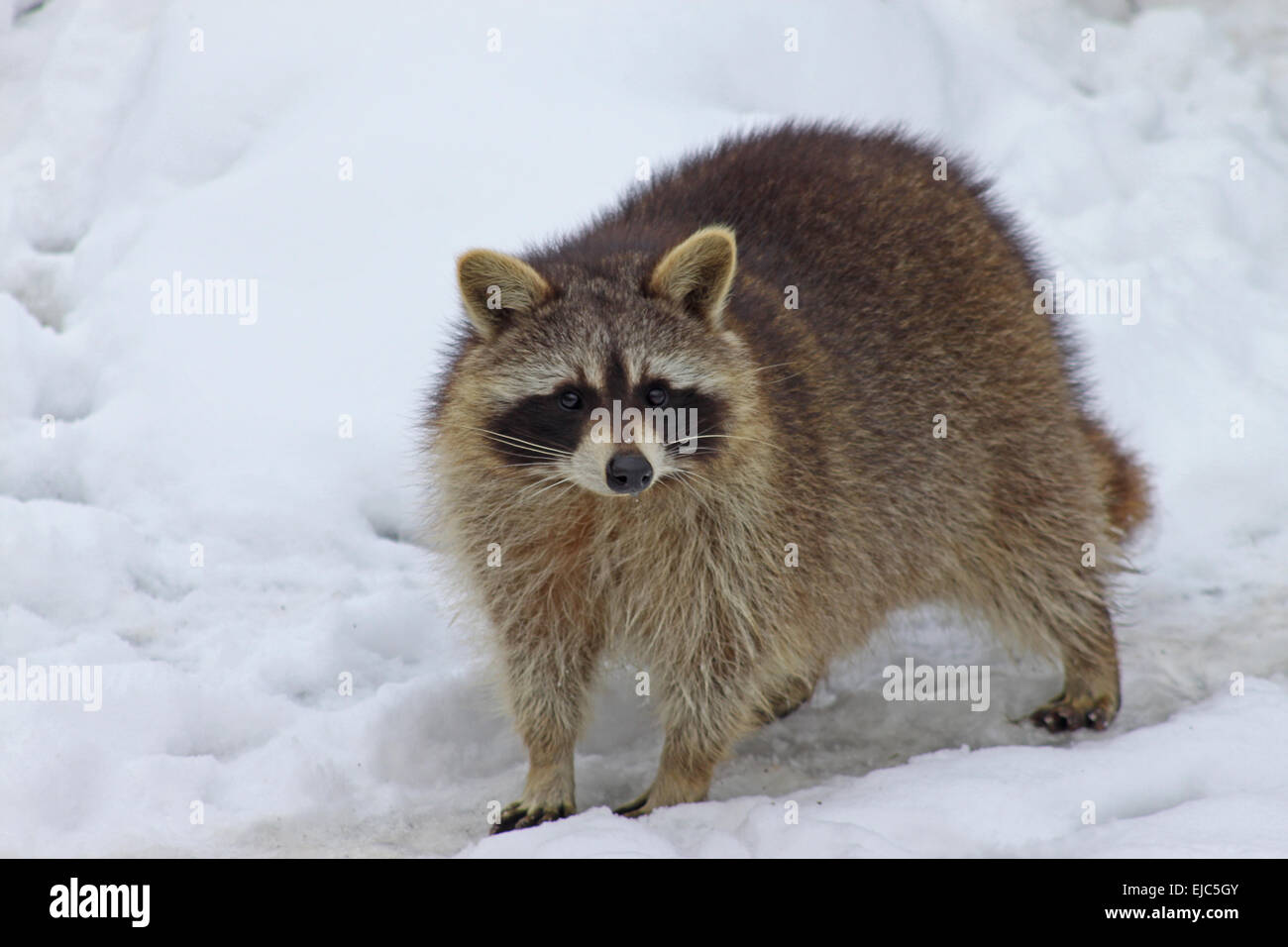 Common raccoon hi-res stock photography and images - Alamy