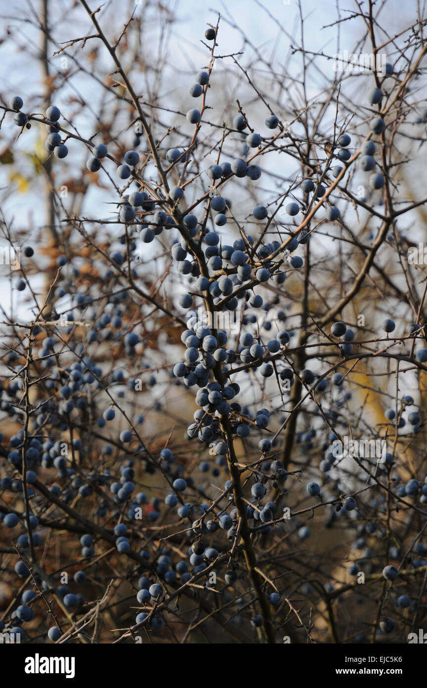 Sloe hi-res stock photography and images - Alamy