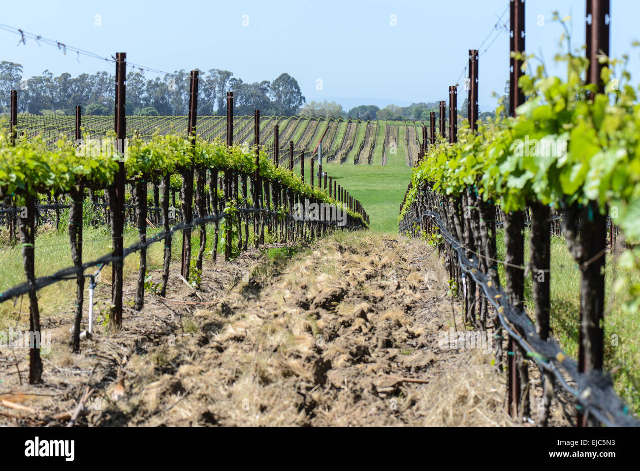 Napa Valley Vineyards in the Spring Stock Photo - Alamy