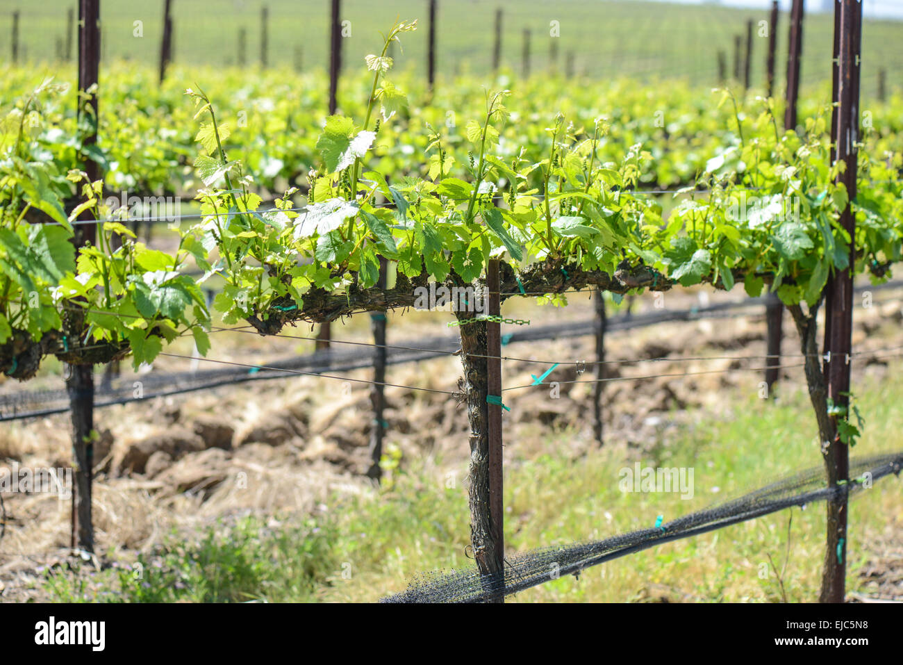 Grapevines in Spring Stock Photo - Alamy