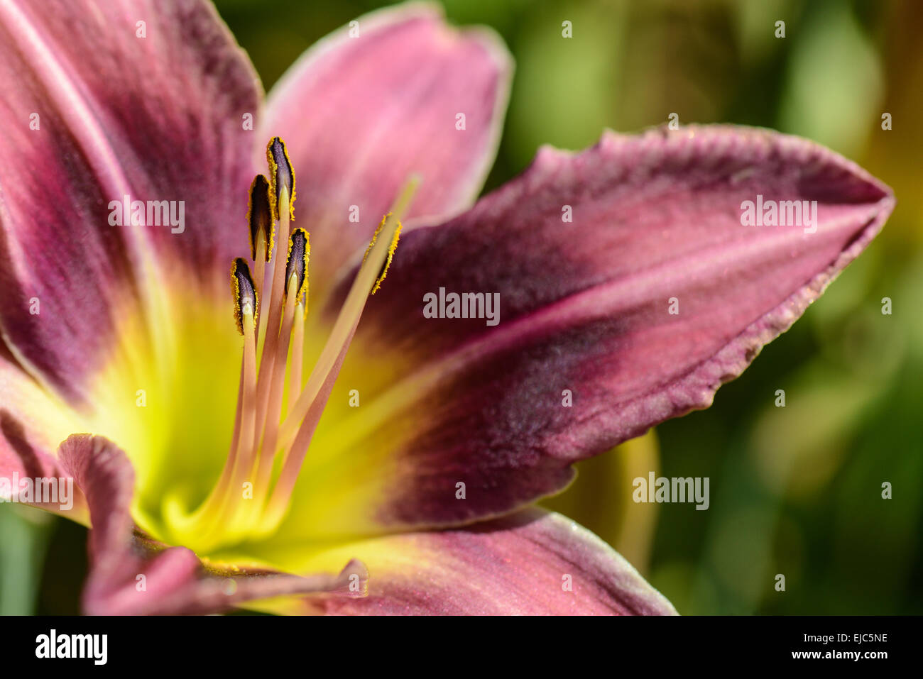 Purple Lily Close Up Stock Photo - Alamy