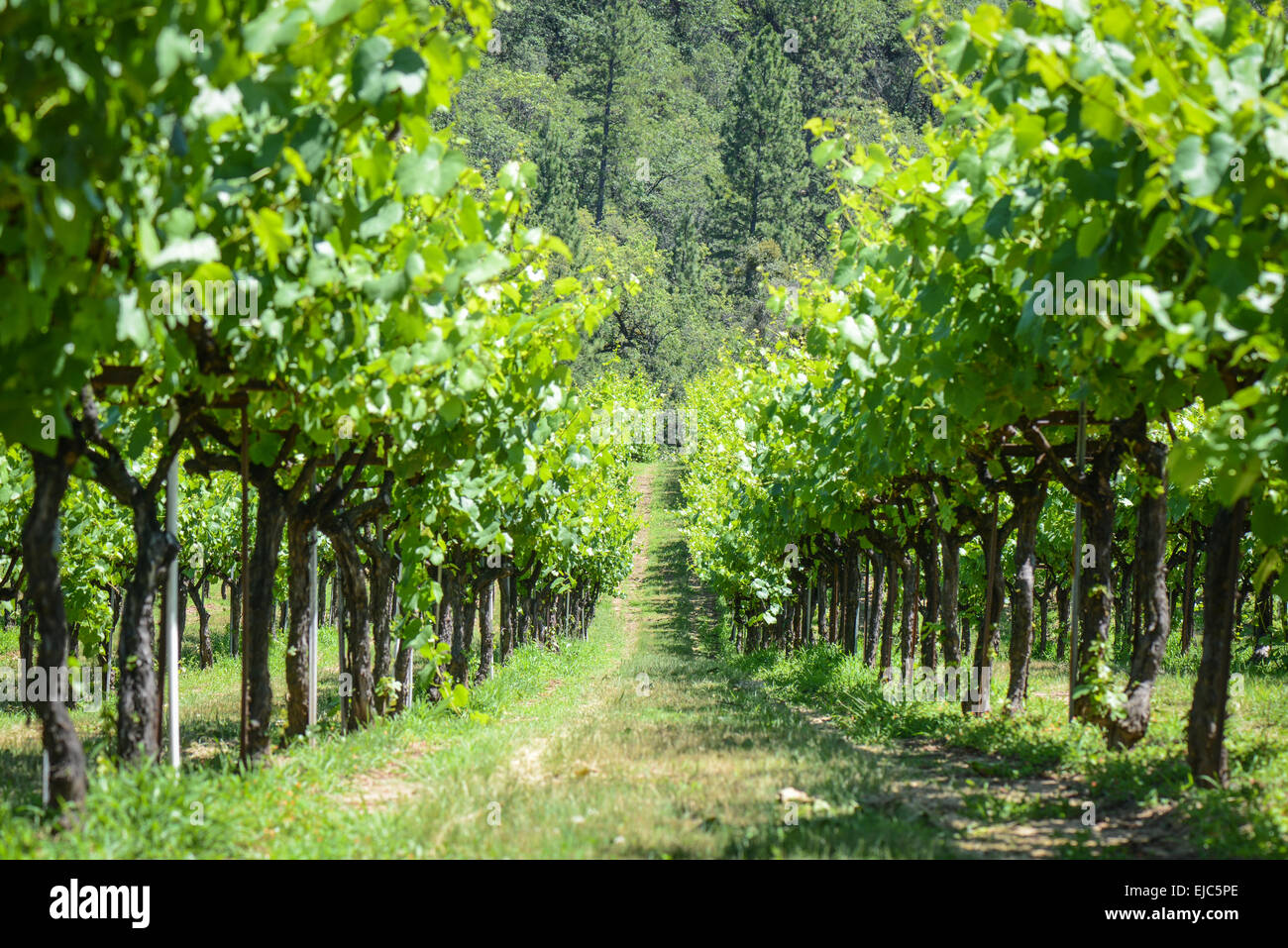 Grapevines in Spring Stock Photo - Alamy