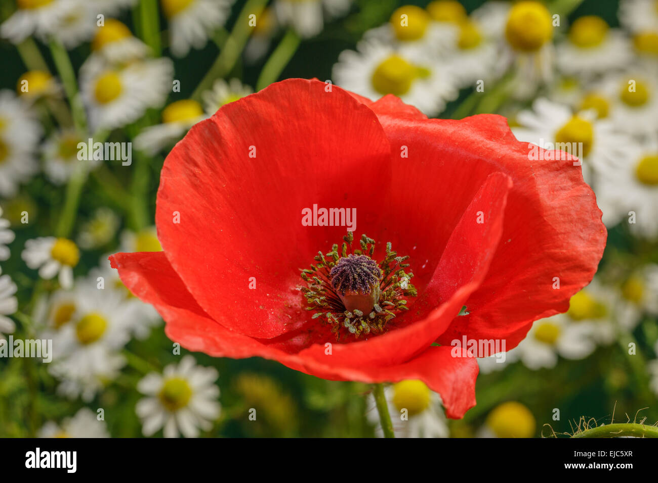 Poppy greenhouse hi-res stock photography and images - Alamy