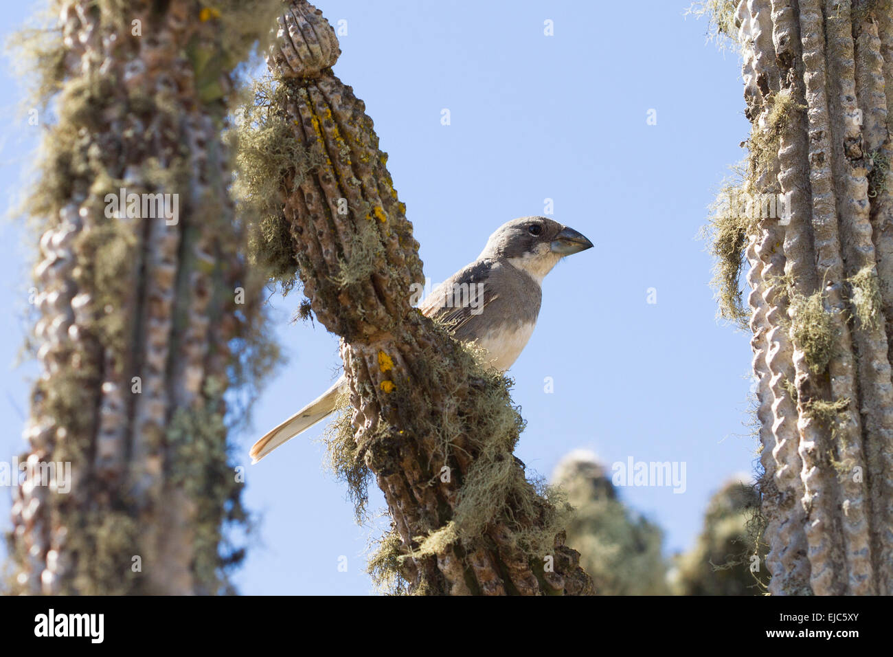 Common cactus finch hi-res stock photography and images - Alamy