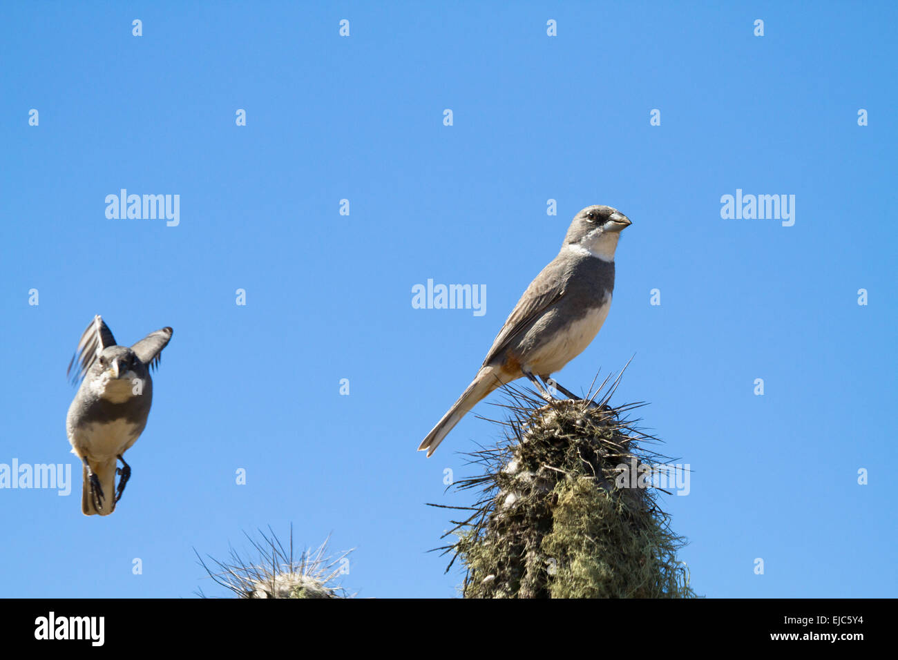 Diuca diuca hi-res stock photography and images - Alamy
