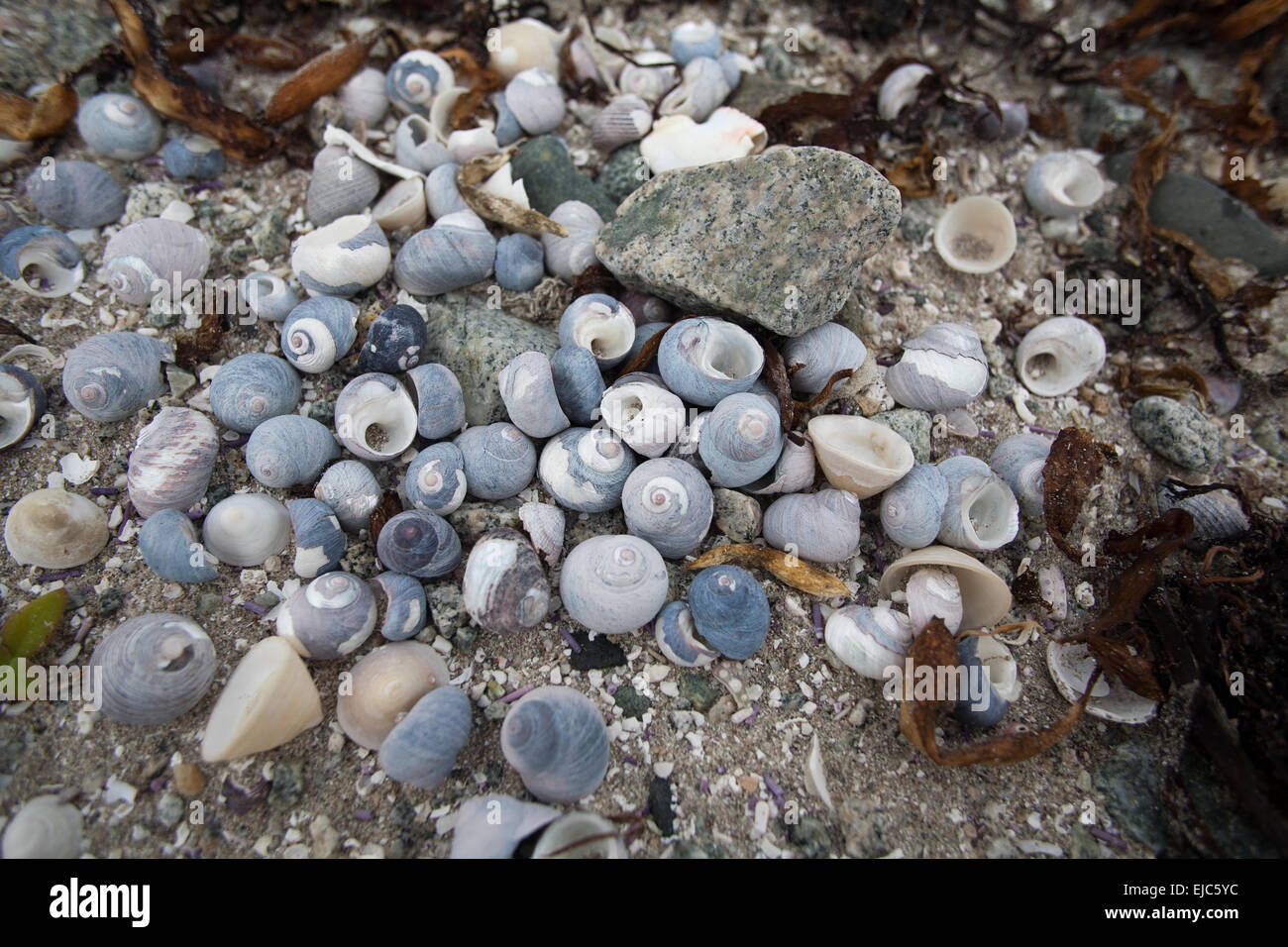 Snail shells on the beach Stock Photo - Alamy