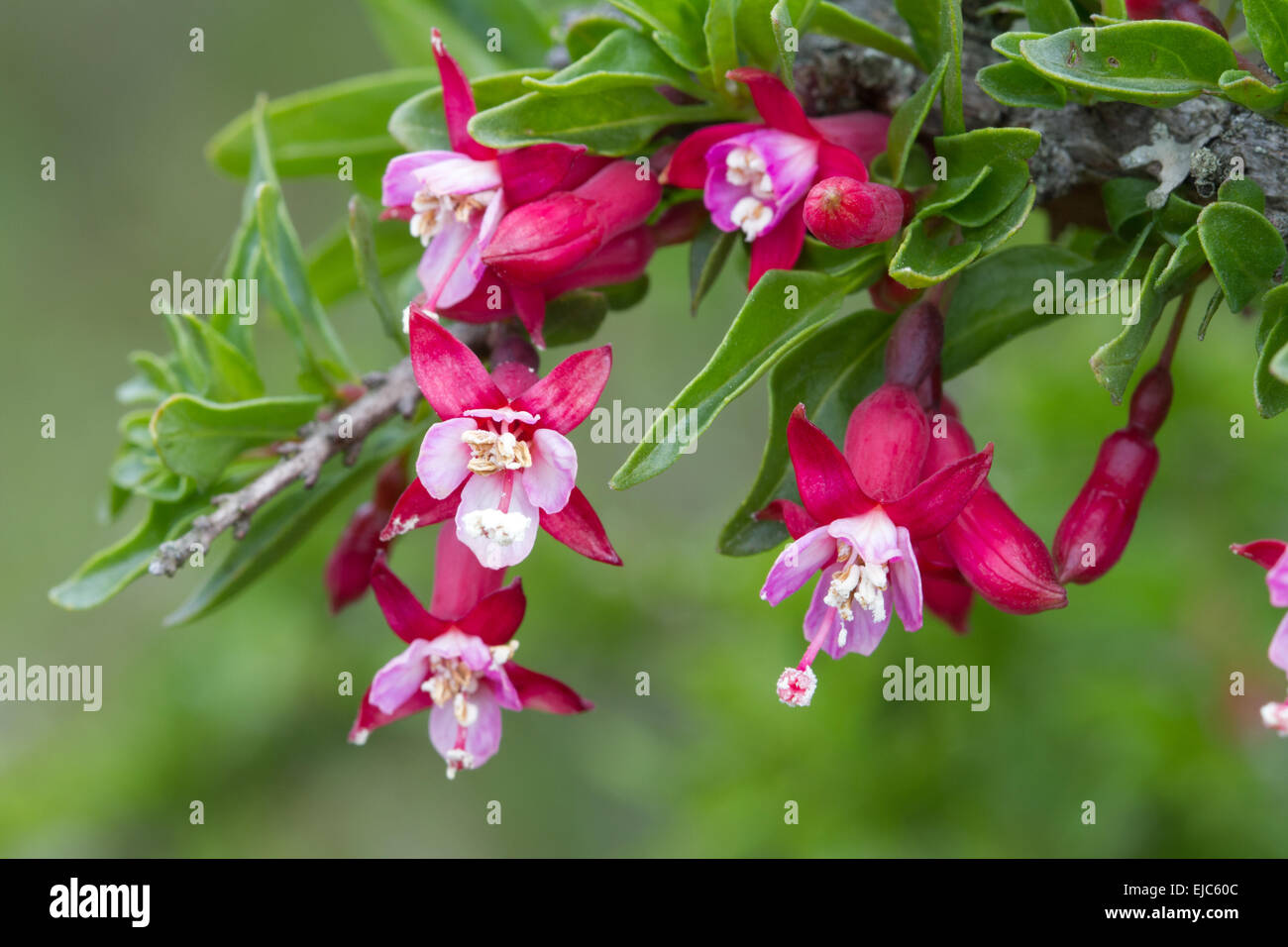 Lycioides hi-res stock photography and images - Alamy