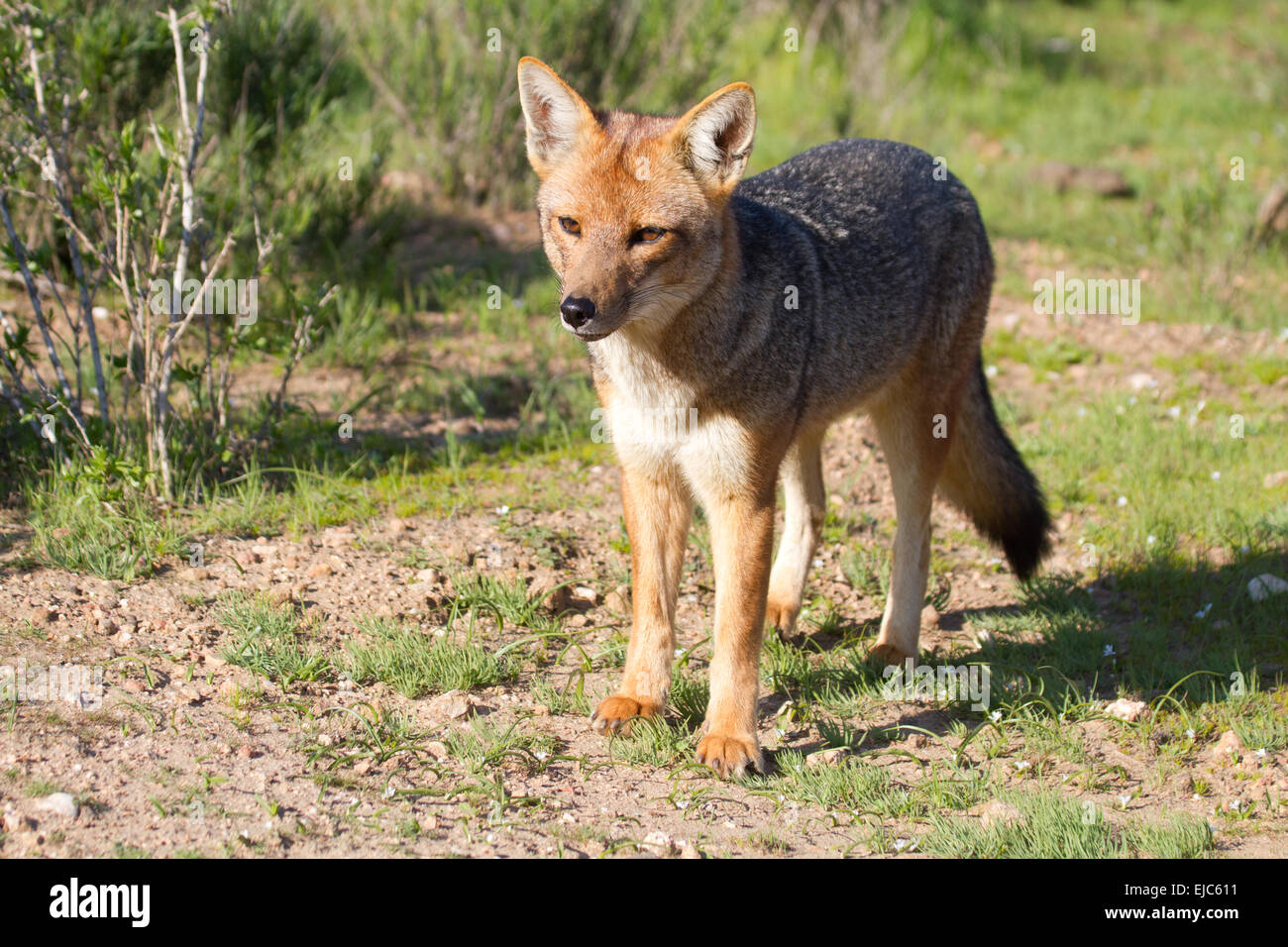 Andean fox hi-res stock photography and images - Alamy