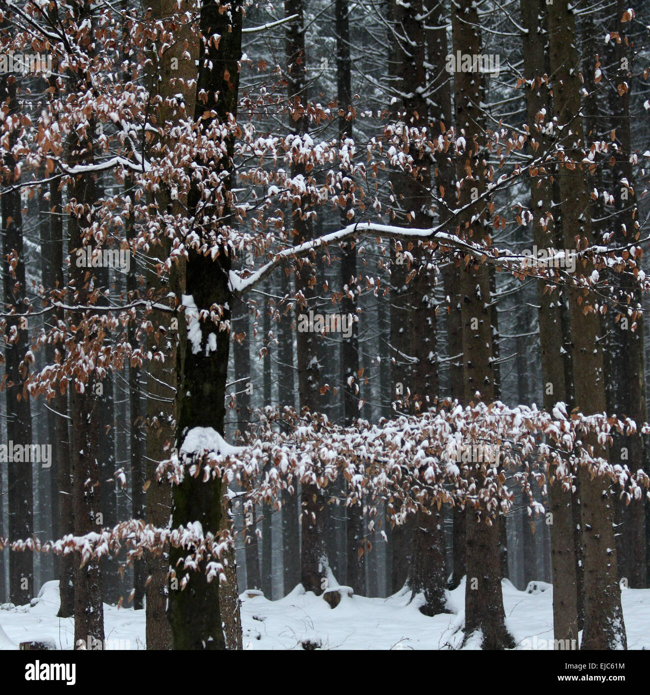 Snow winter calendar photos hi-res stock photography and images - Alamy