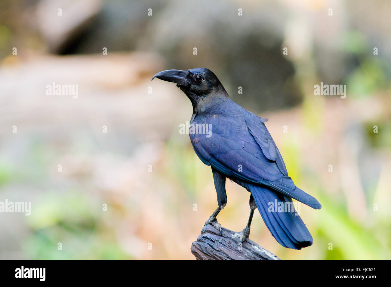 Large billed crow corvus hi-res stock photography and images - Alamy