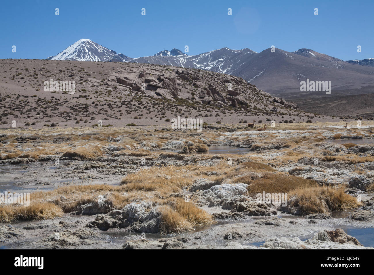Altiplano hochebene hi-res stock photography and images - Alamy
