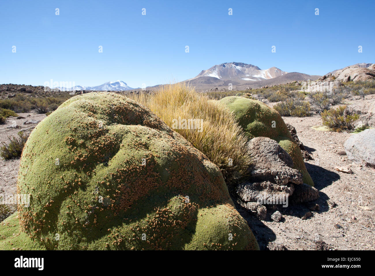 Yareta azorella compacta hi-res stock photography and images - Alamy
