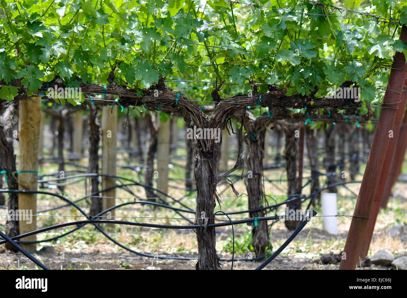 Lush grapevine hi-res stock photography and images - Alamy