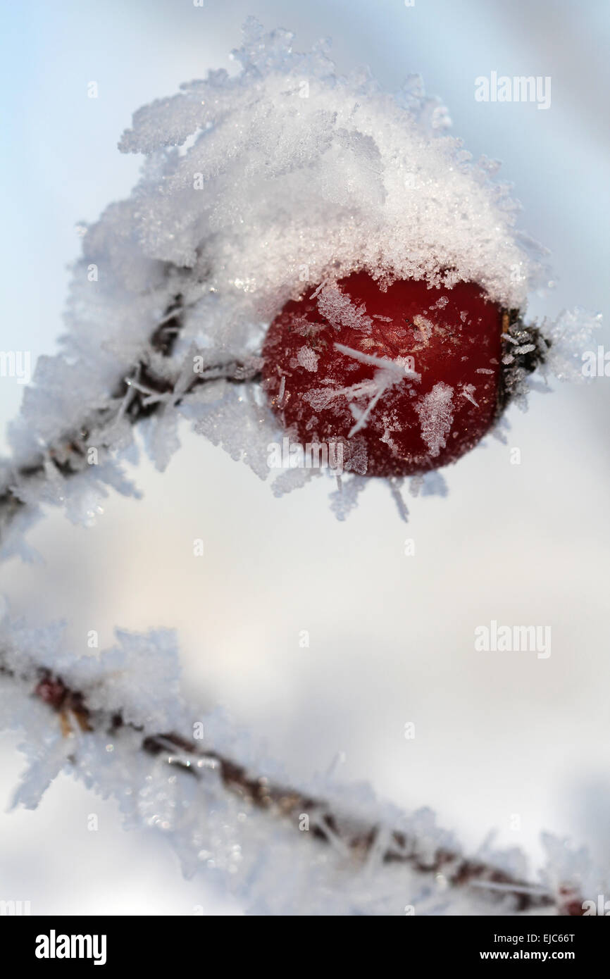 Frost crystal formation hi-res stock photography and images - Alamy