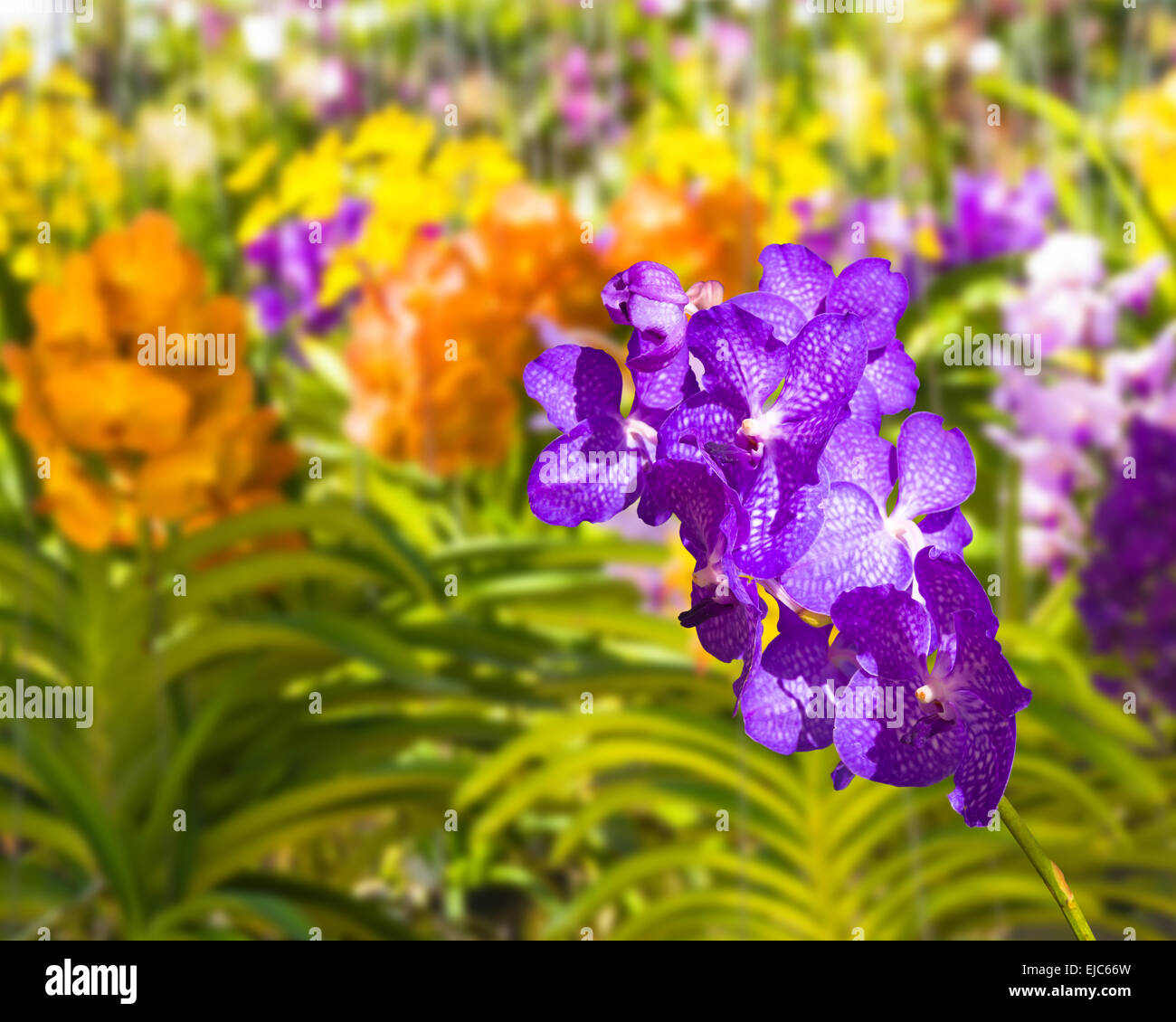 Orchid vanda coerulea hi-res stock photography and images - Alamy