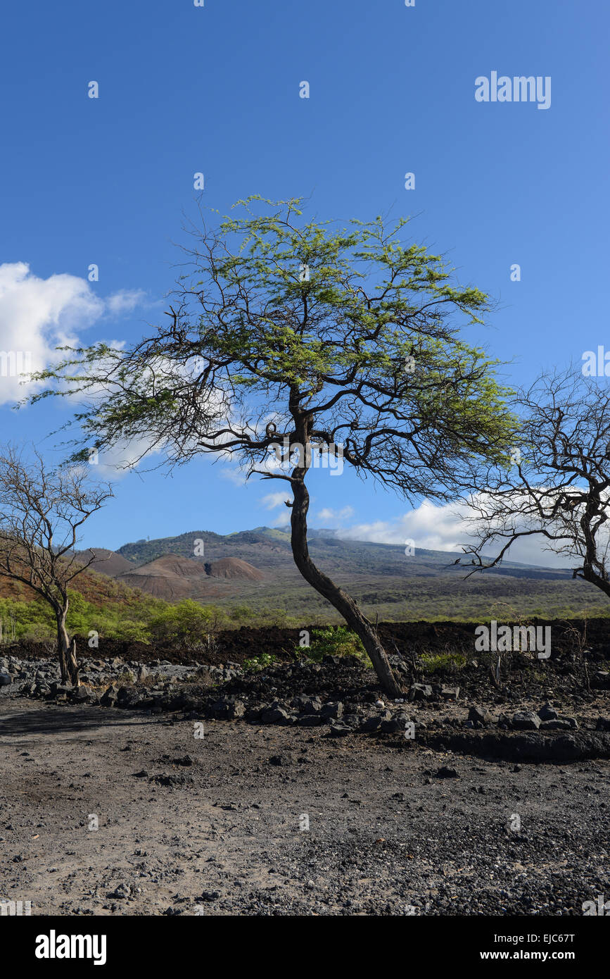 Trees on the island of Maui Hawaii Stock Photo - Alamy