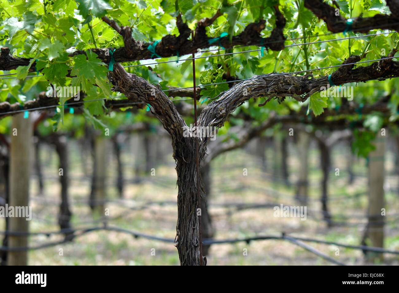 Grapevine in the Spring Stock Photo - Alamy